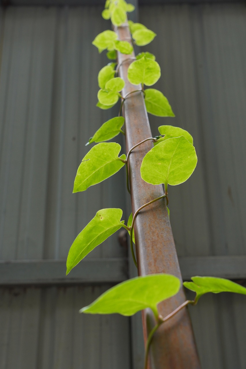 Vines Nature Botany - Free photo on Pixabay - Pixabay