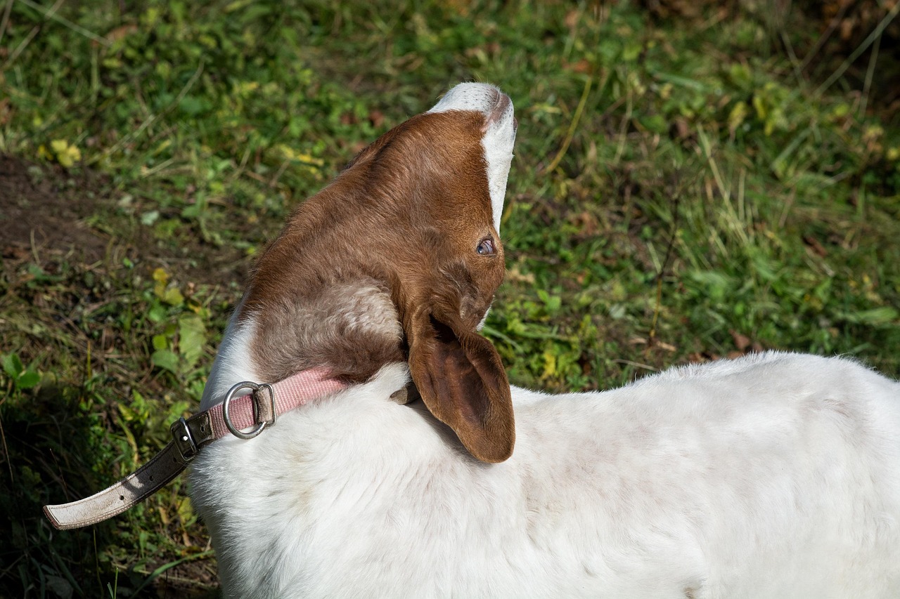 Animal Chèvre Mammifère Farm - Photo gratuite sur Pixabay - Pixabay