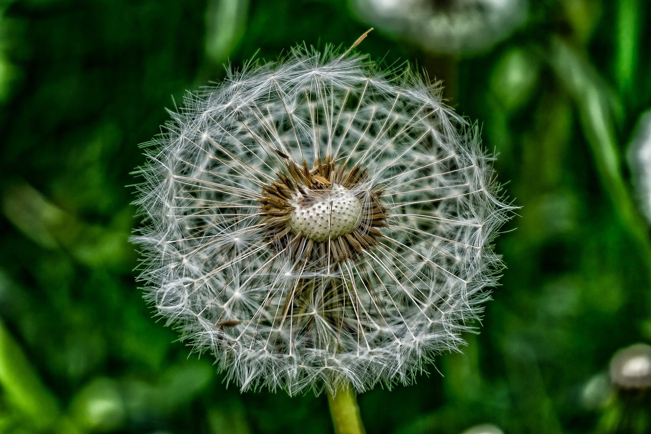 Bunga Tanaman Liar Berbunga Kuning - Foto gratis di Pixabay - Pixabay