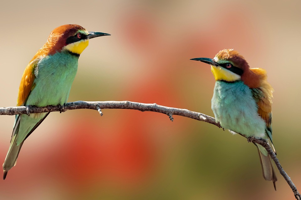 Birds European Bee-Eater - Free photo on Pixabay