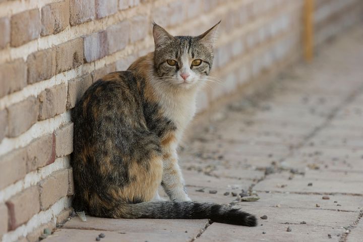1,000+ Free Stray & Cat Images