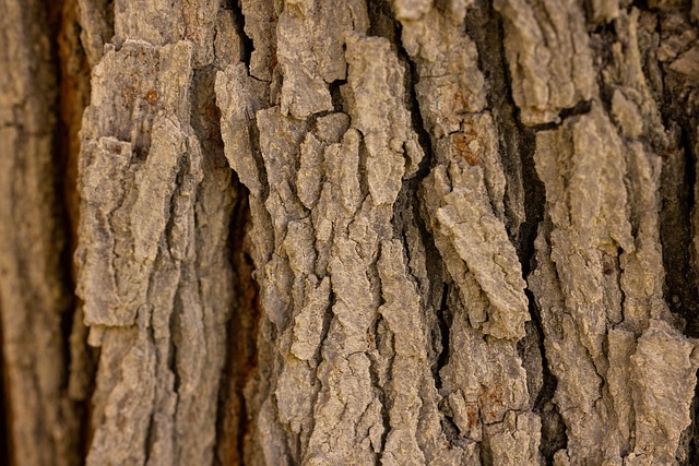 Wood Tree Bark Timber Wooden - Free photo on Pixabay