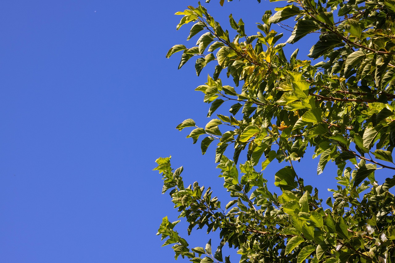 Tree Branch Nature - Free photo on Pixabay