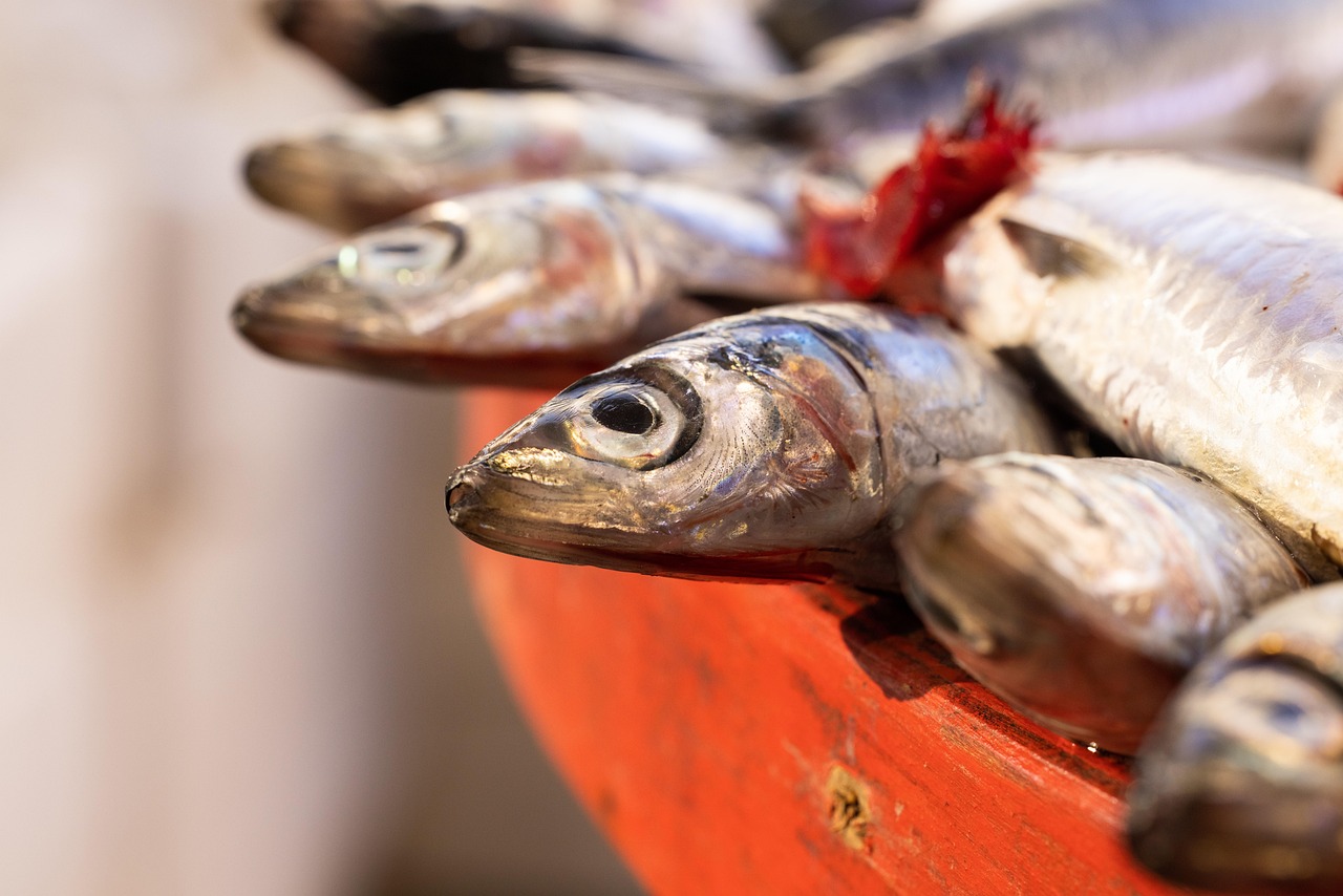 Anchovies Fish Market Fresh - Free photo on Pixabay