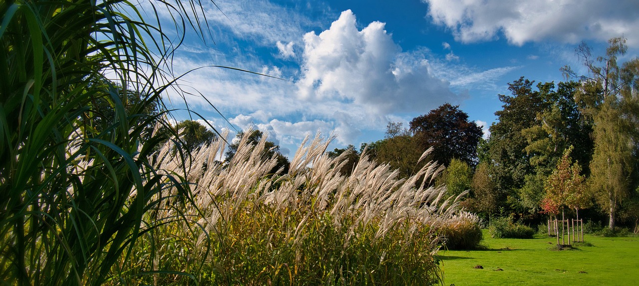 Park Gras Bäume - Kostenloses Foto auf Pixabay - Pixabay