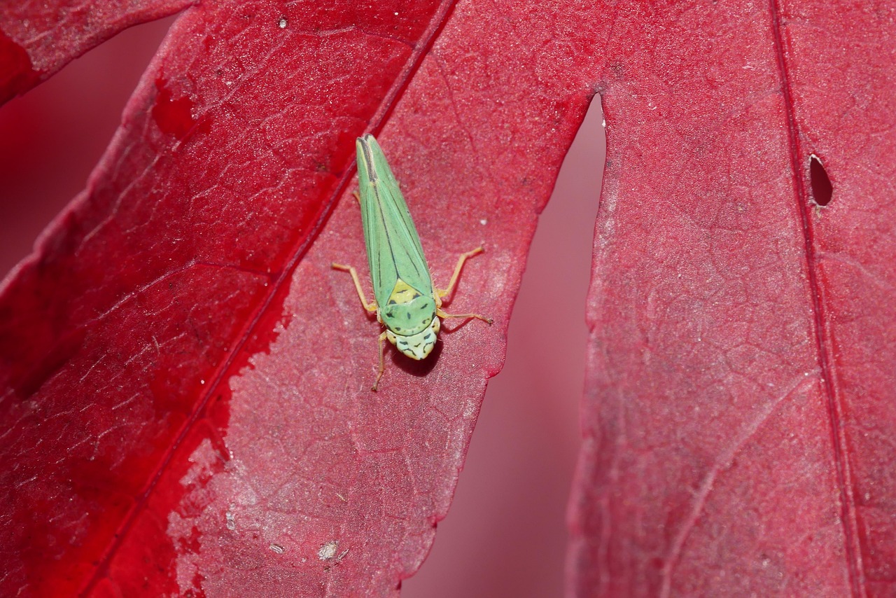 Insecte Entomologie Scarabée - Photo gratuite sur Pixabay - Pixabay