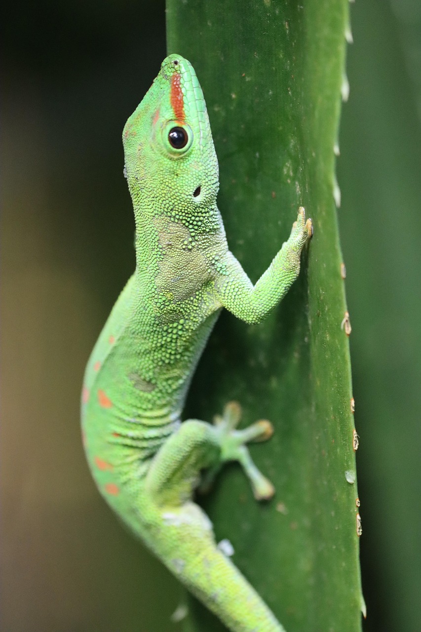 600+ Free Gecko & Lizard Photos - Pixabay