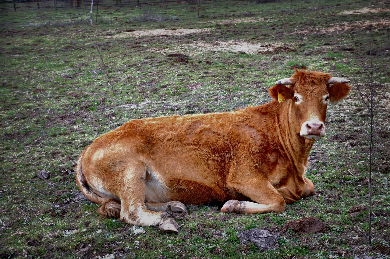 Animal Cow Mammal - Free photo on Pixabay - Pixabay