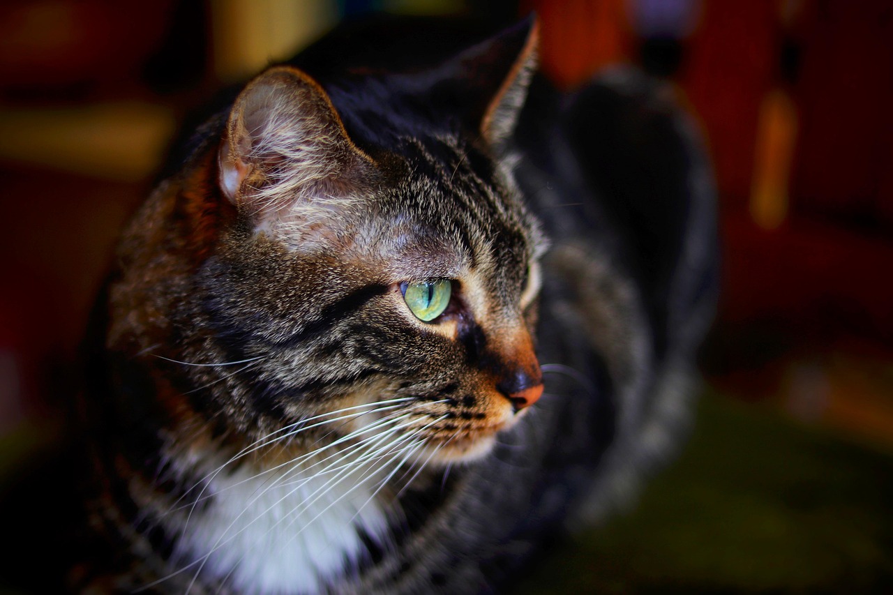 Animal Gato Felino - Foto gratuita no Pixabay - Pixabay