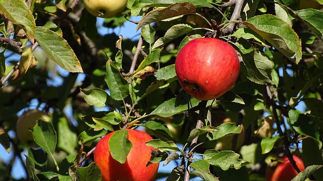 Fruit Pomme Biologique - Photo gratuite sur Pixabay - Pixabay