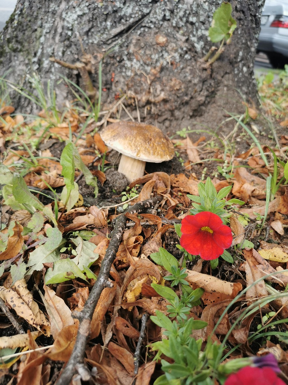 Mushroom Fall Flower - Free photo on Pixabay - Pixabay
