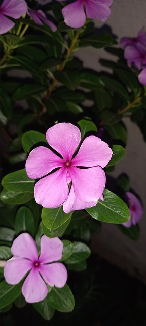 Pinke Blume Blumen - Kostenloses Foto auf Pixabay - Pixabay