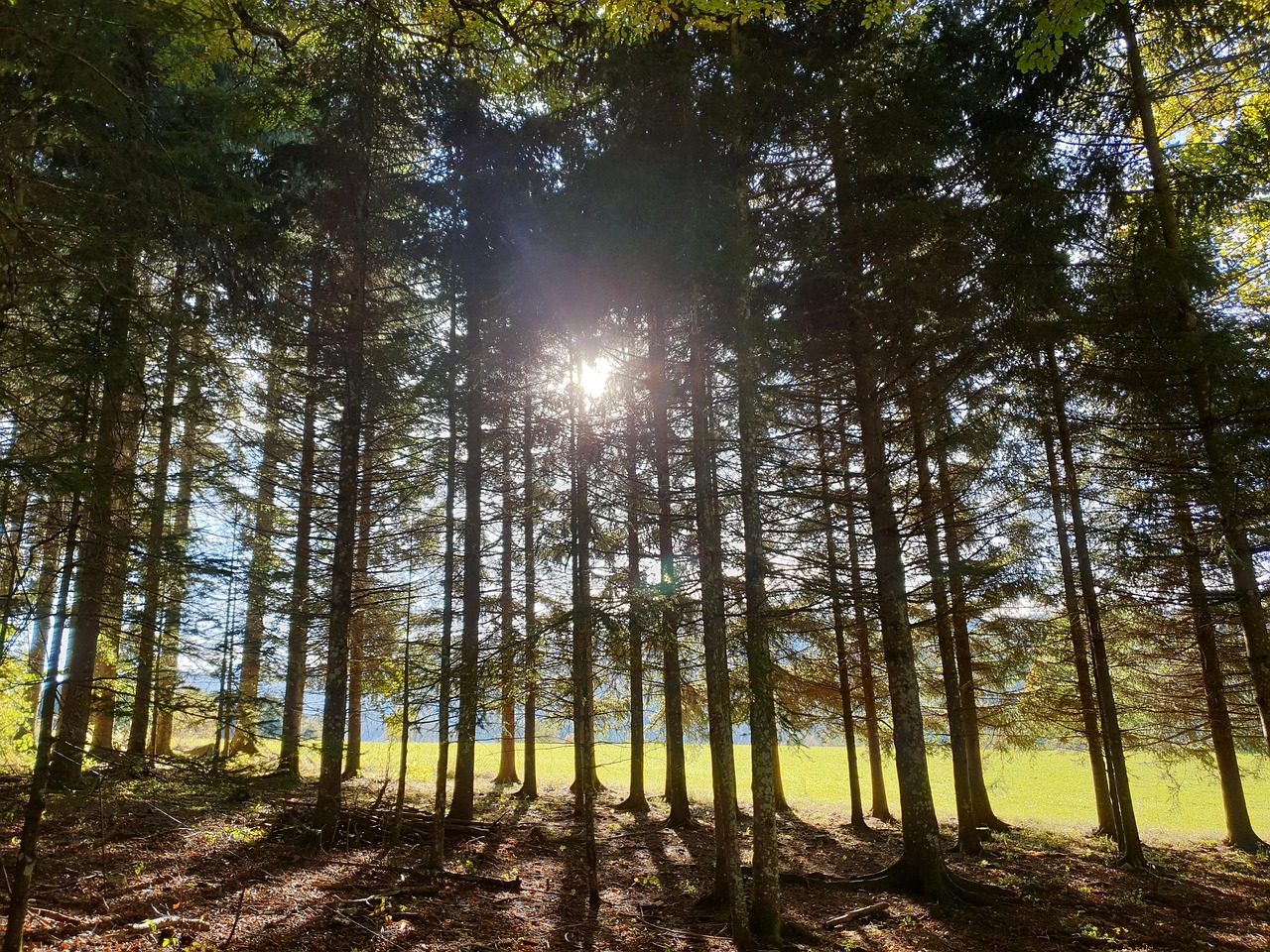 Forest Fir Coniferous - Free photo on Pixabay - Pixabay