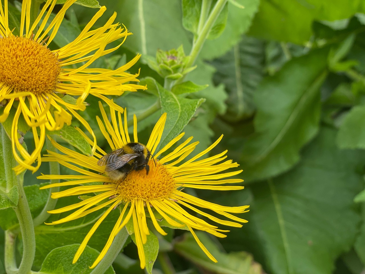 Flower Bumblebee Nature - Free photo on Pixabay - Pixabay