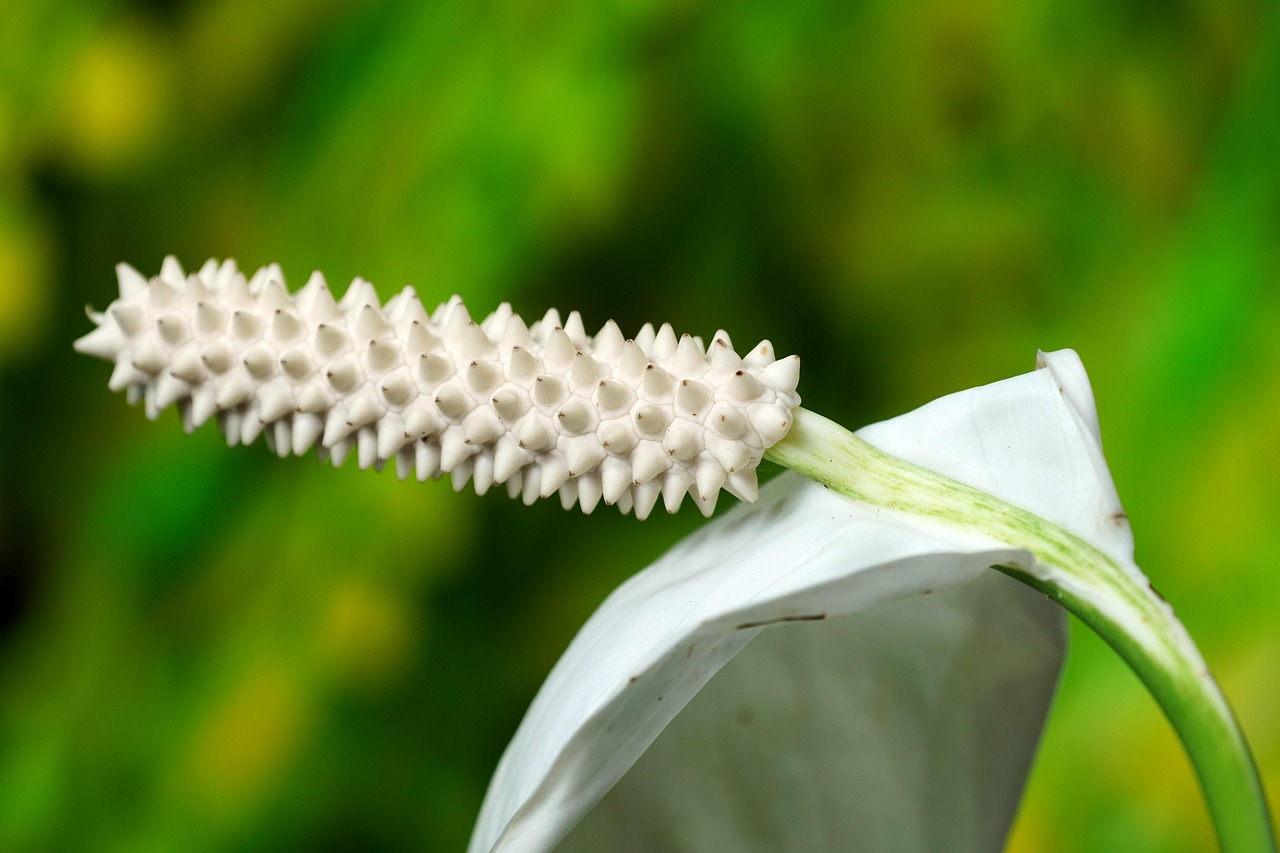 200+ Free Anthuriums & Nature Images - Pixabay