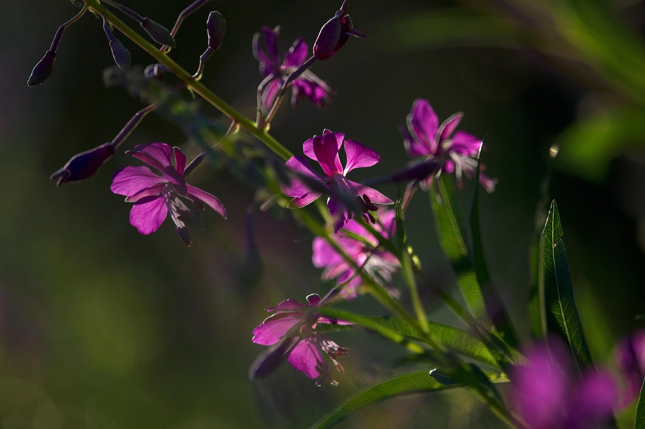 Blumen Lilane Garten - Kostenloses Foto auf Pixabay - Pixabay