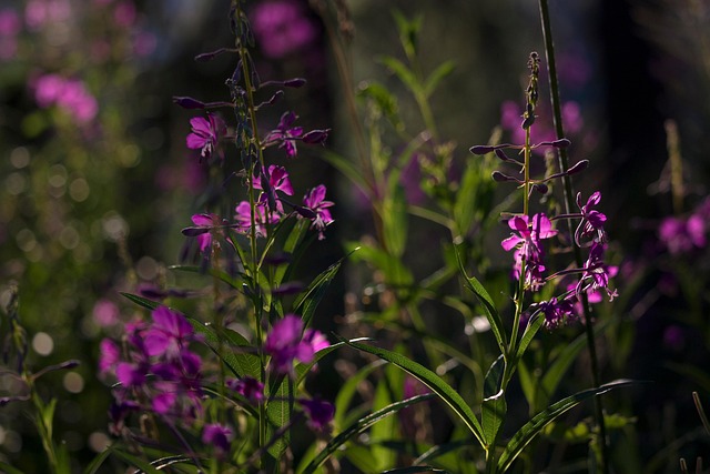 Blumen Lilane Garten - Kostenloses Foto auf Pixabay - Pixabay