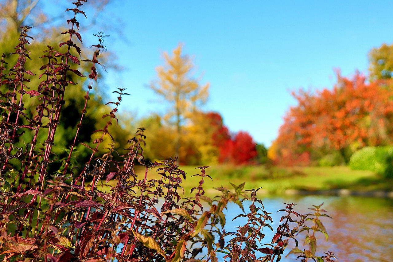 Trees Nature Autumn - Free photo on Pixabay
