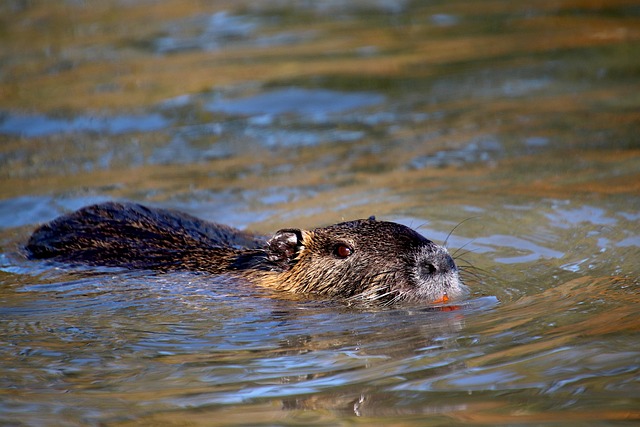 Animal Nutria Rodent - Free photo on Pixabay - Pixabay