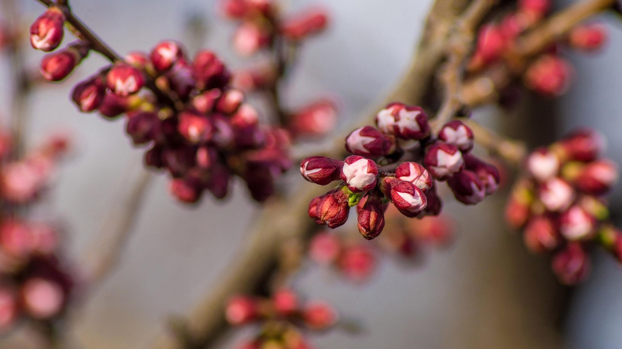 Spring Bloom Flowers - Free photo on Pixabay - Pixabay