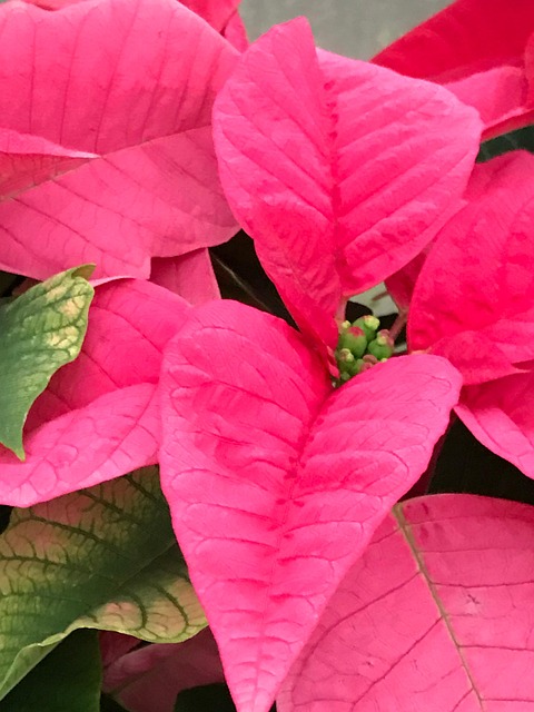 Poinsettia Petals Flower - Free photo on Pixabay - Pixabay