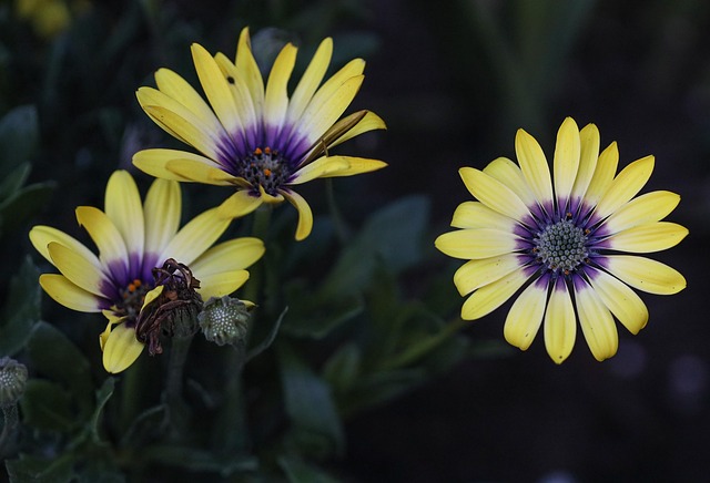 African Daisies Flowers Yellow - Free photo on Pixabay - Pixabay