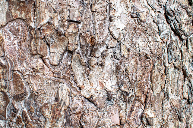 Wood Bark Tree - Free photo on Pixabay