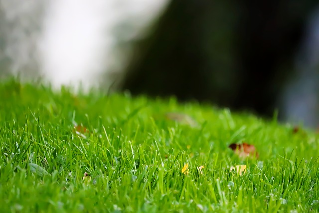 Prairie Gazon Nature En Plein - Photo gratuite sur Pixabay - Pixabay