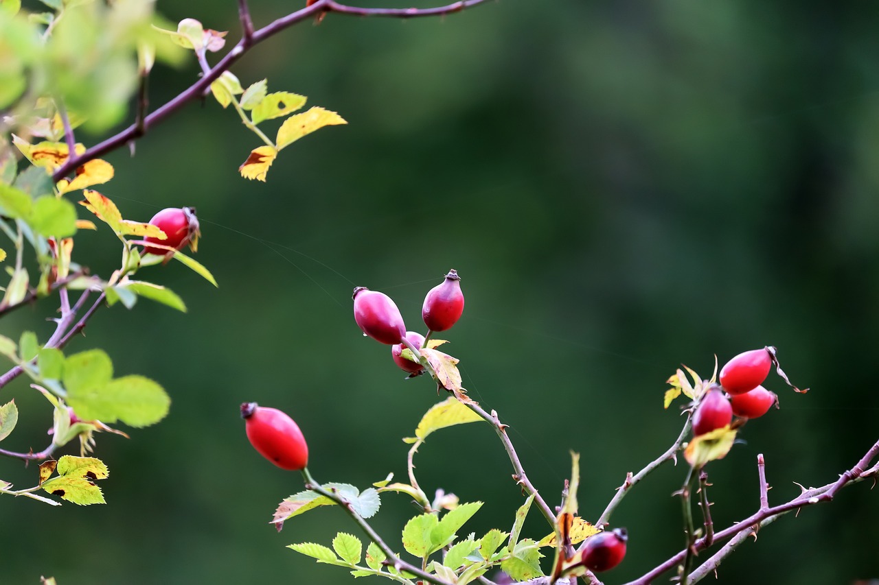 Fruit Rose Hip Organic - Free photo on Pixabay - Pixabay