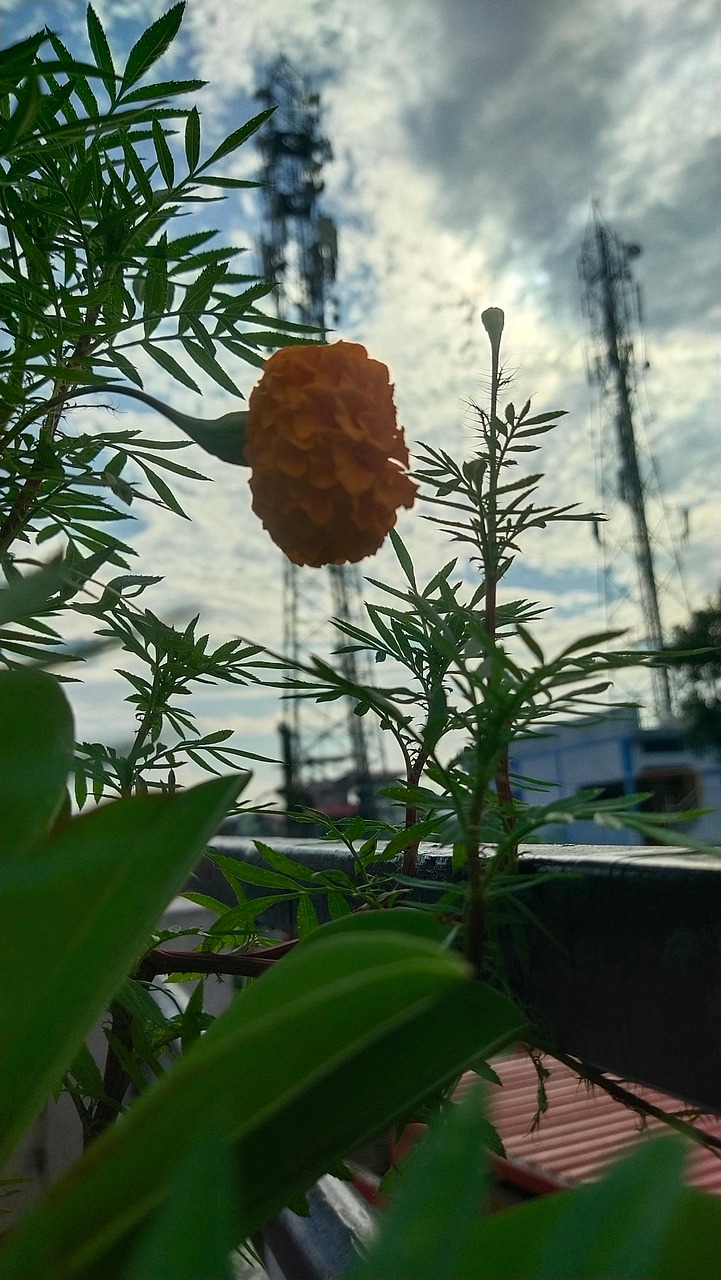 Sky Landscape Flower - Free photo on Pixabay - Pixabay