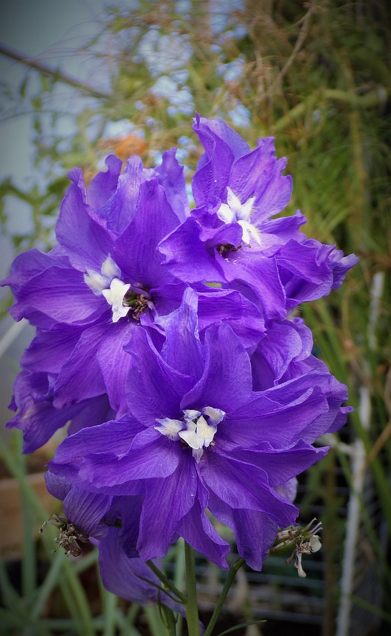 Fleur Mauve Bleue Fermer - Photo gratuite sur Pixabay - Pixabay
