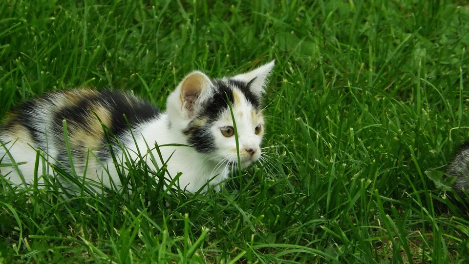 Cat Chaton Kot - Photo gratuite sur Pixabay - Pixabay