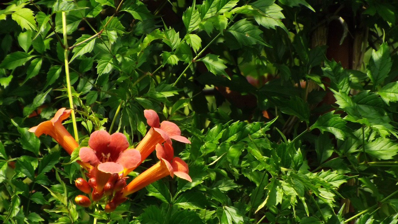 Milin Amerykański Kwiat Fleurs - Photo gratuite sur Pixabay - Pixabay