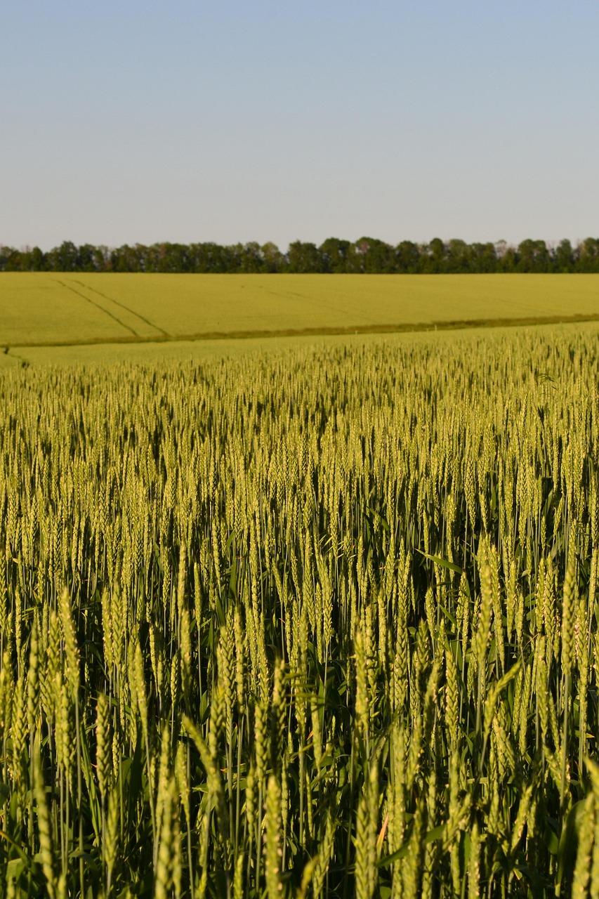 Campo De Trigo Terras Agrícolas - Foto gratuita no Pixabay - Pixabay