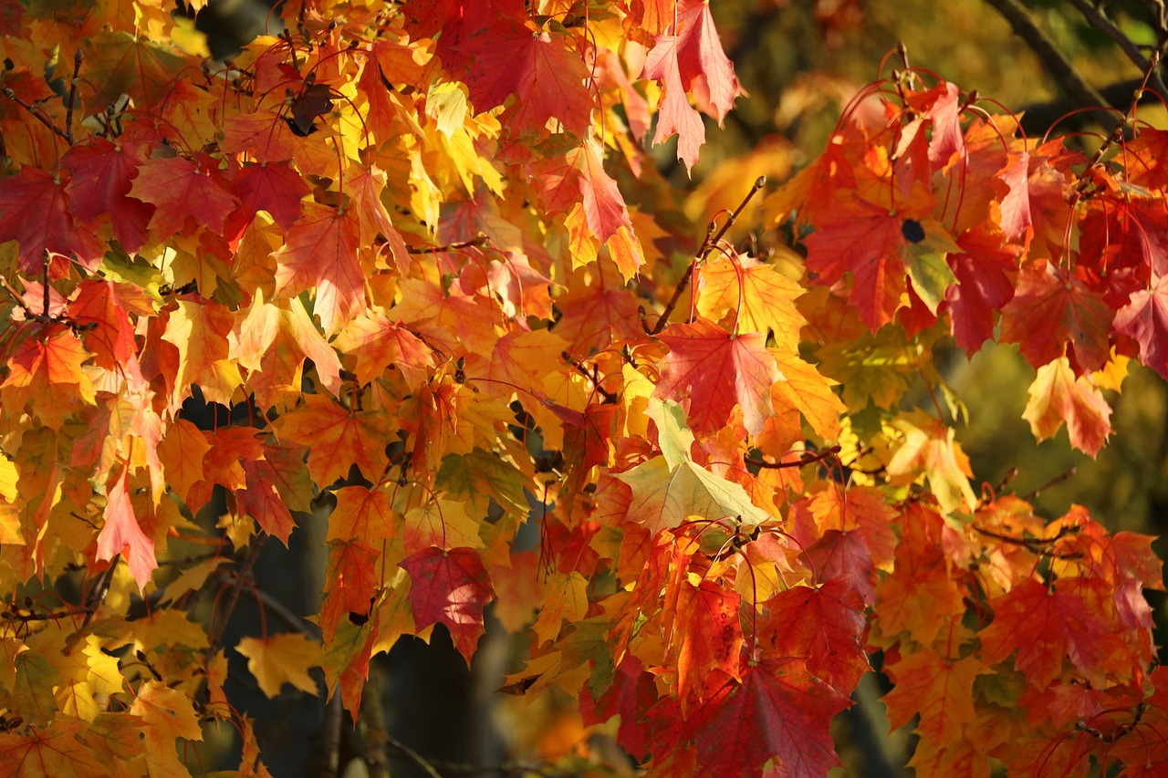 Autumn Leaves Foliage - Free photo on Pixabay - Pixabay