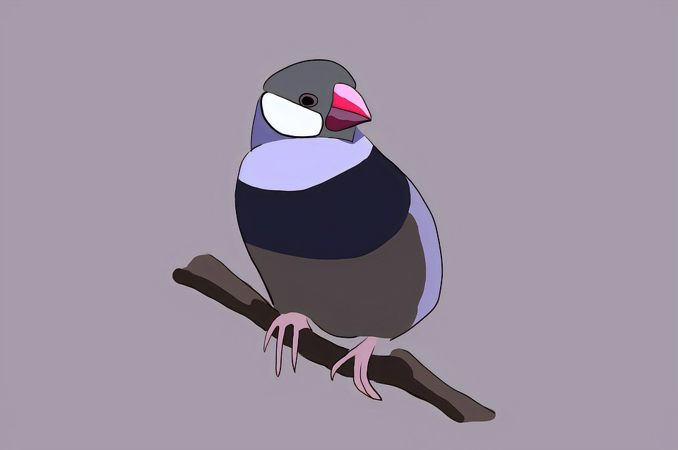 Download Java Sparrow, Bird, Animal. Royalty-Free Stock Illustration ...