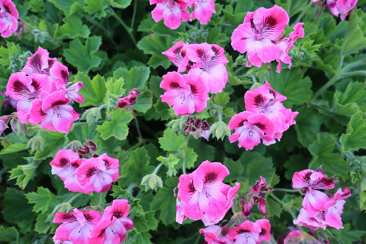 Vaaleanpunaisia Kukkia Kukat - Ilmainen valokuva Pixabayssa - Pixabay