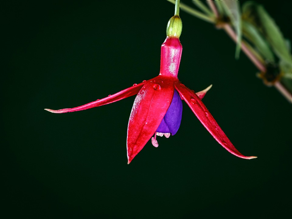 Fuchsia Fleur Botanique - Photo gratuite sur Pixabay - Pixabay