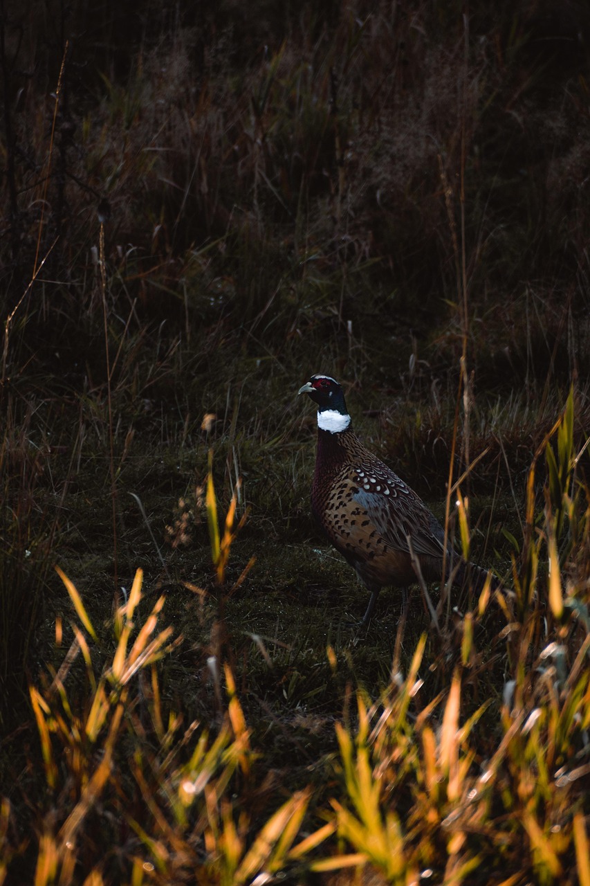 Faisán Pájaro Game Bird - Foto gratis en Pixabay - Pixabay