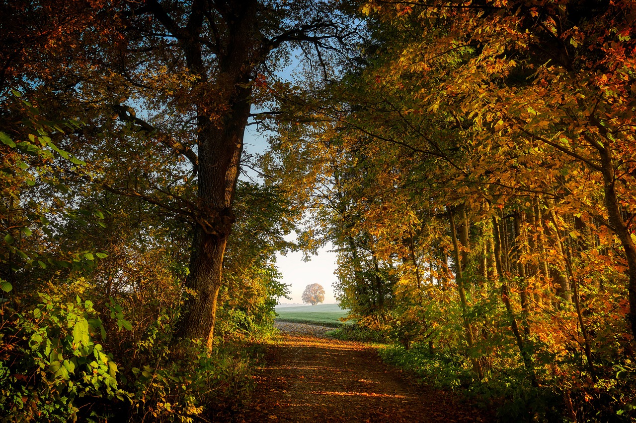 Forest Path Fall - Free photo on Pixabay - Pixabay