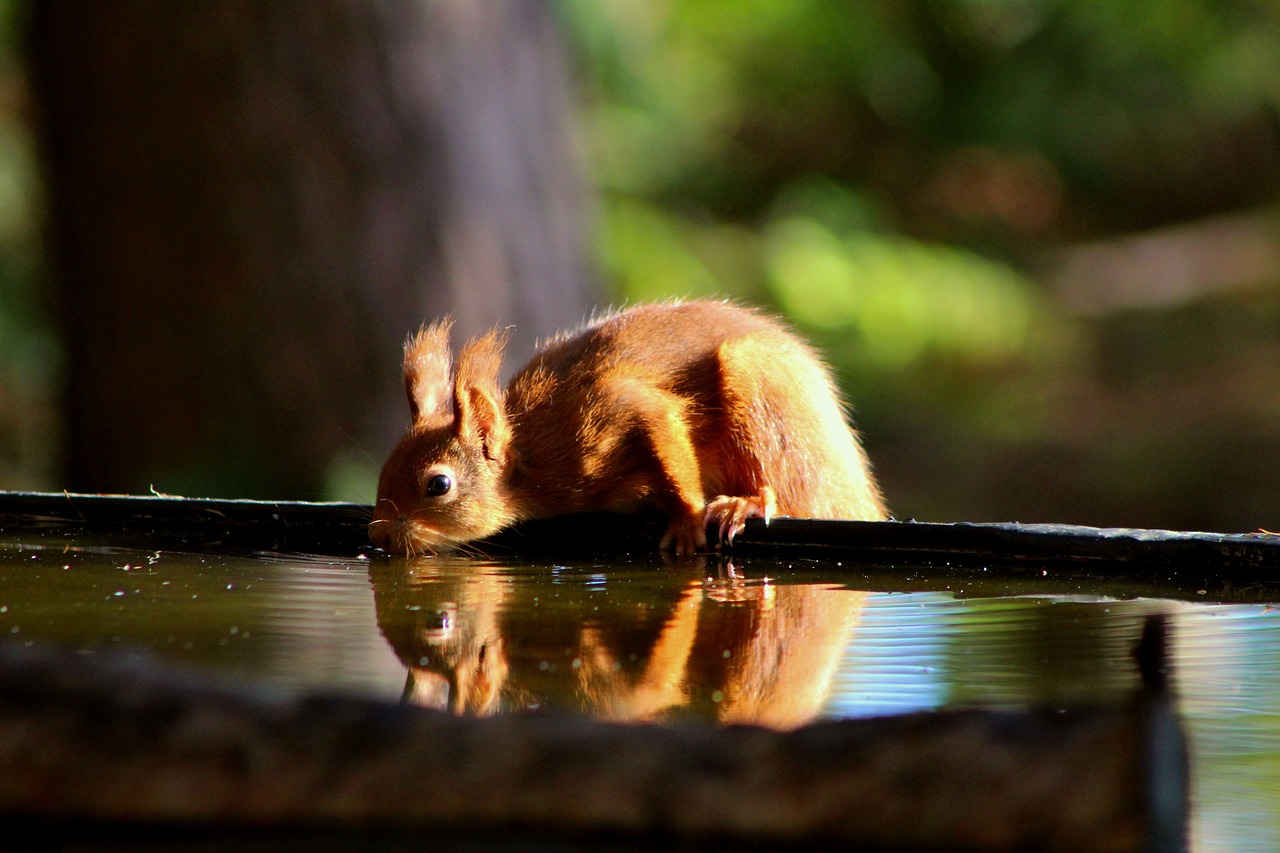 Squirrel Rodent Drinking - Free photo on Pixabay