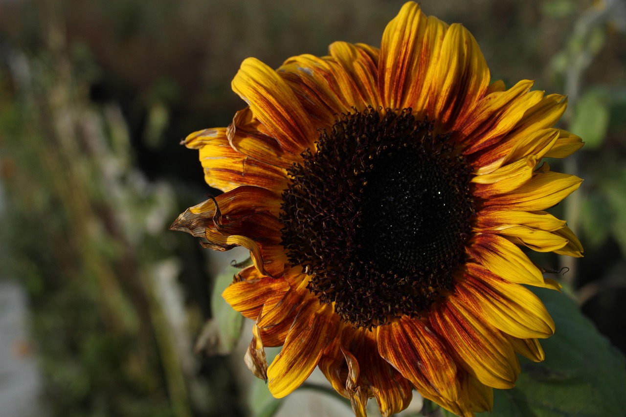 Sunflower Yellow Flower - Free photo on Pixabay