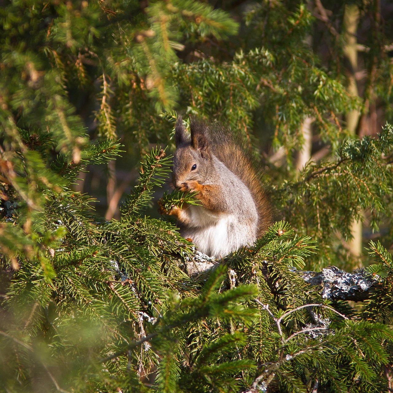 Animal Squirrel Mammal - Free photo on Pixabay - Pixabay