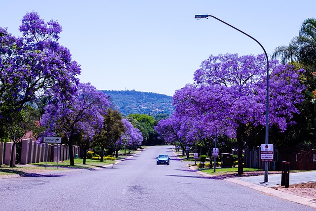 Street Car Jacarandas - Free photo on Pixabay - Pixabay