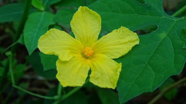 Cundeamor Yellow Flower Wild - Free photo on Pixabay - Pixabay