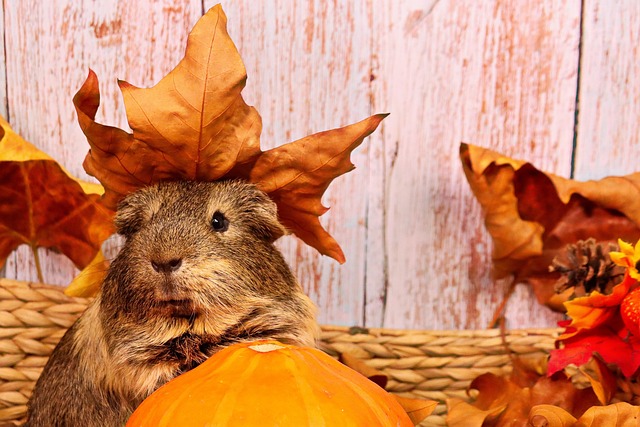 Guinea Pig Rodent Autumn - Free photo on Pixabay - Pixabay