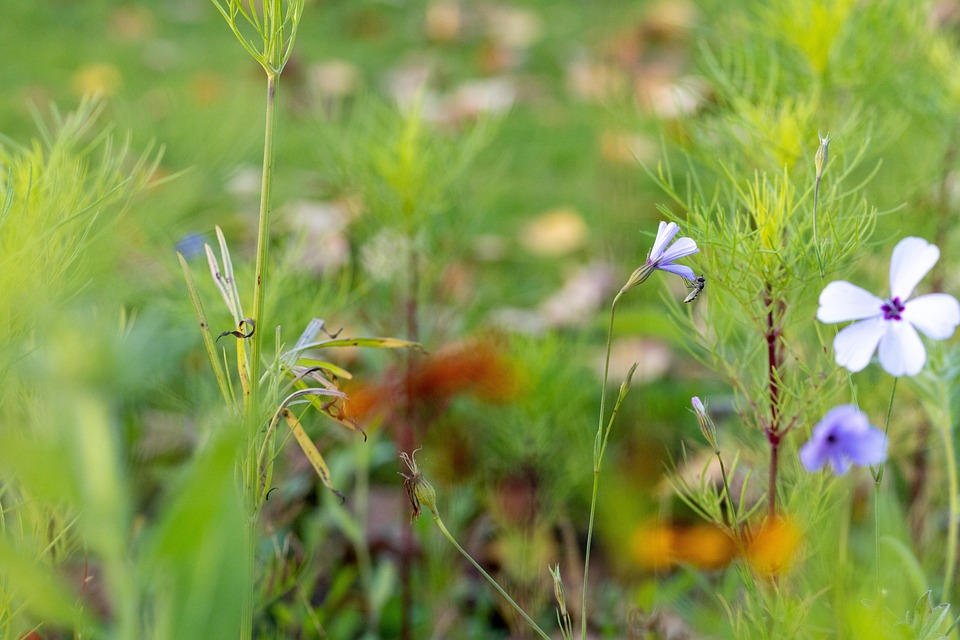 Autumn Flowers Wildflowers - Free photo on Pixabay - Pixabay
