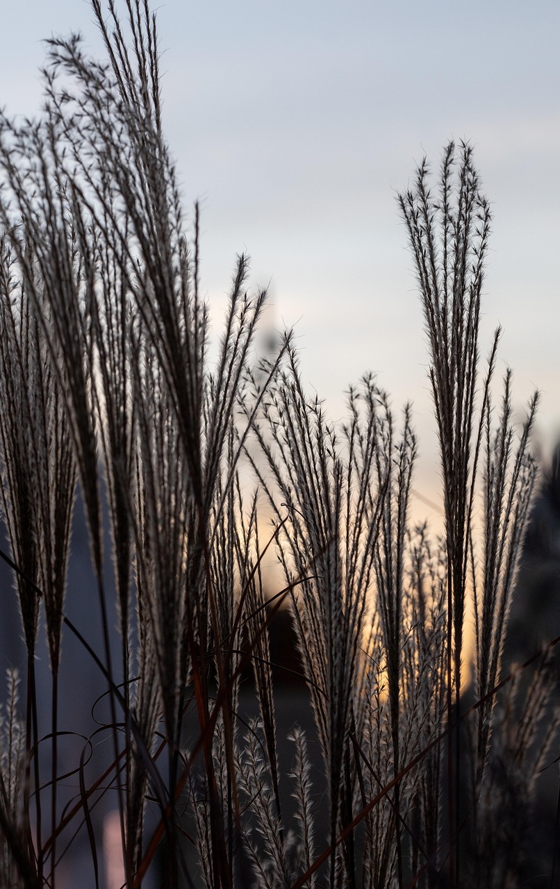 Gras Sonnenuntergang Wiese - Kostenloses Foto auf Pixabay - Pixabay