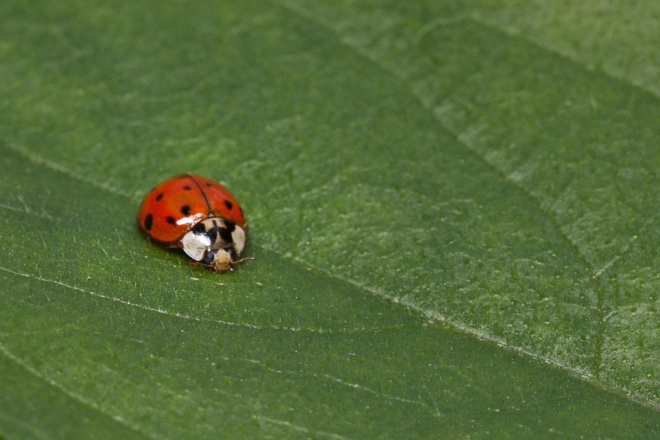 Ladybug Insect Ladybird Beetle - Free photo on Pixabay