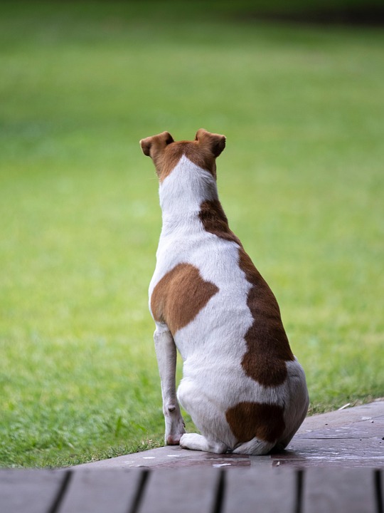 Terrier Russell Chien Animal De - Photo gratuite sur Pixabay - Pixabay